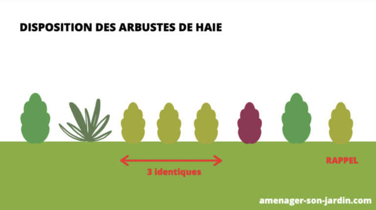 Haie de PERSISTANTS : 3 astuces pour une SUPERBE composition