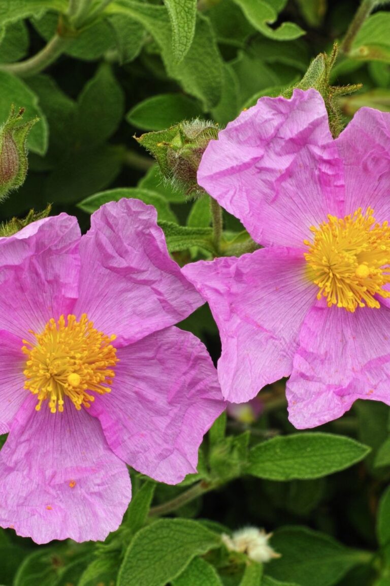 3 couvre-sol persistants pour le plein soleil ! - Aménager Son Jardin