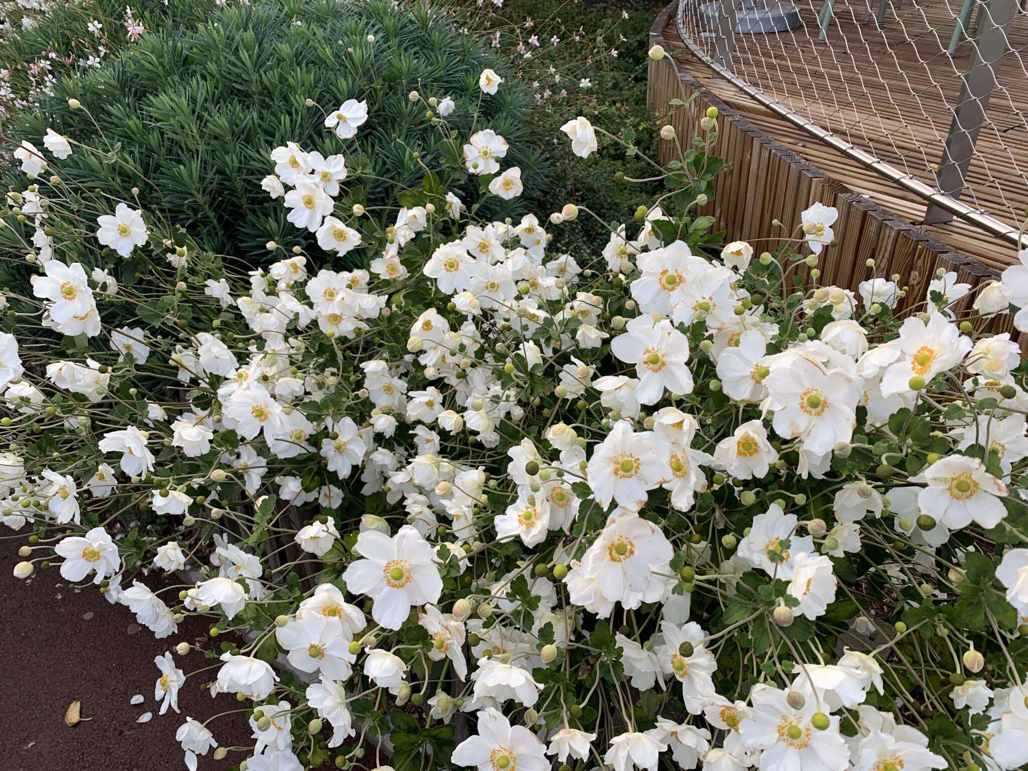 4 vivaces d’ombre à longue floraison - Aménager Son Jardin