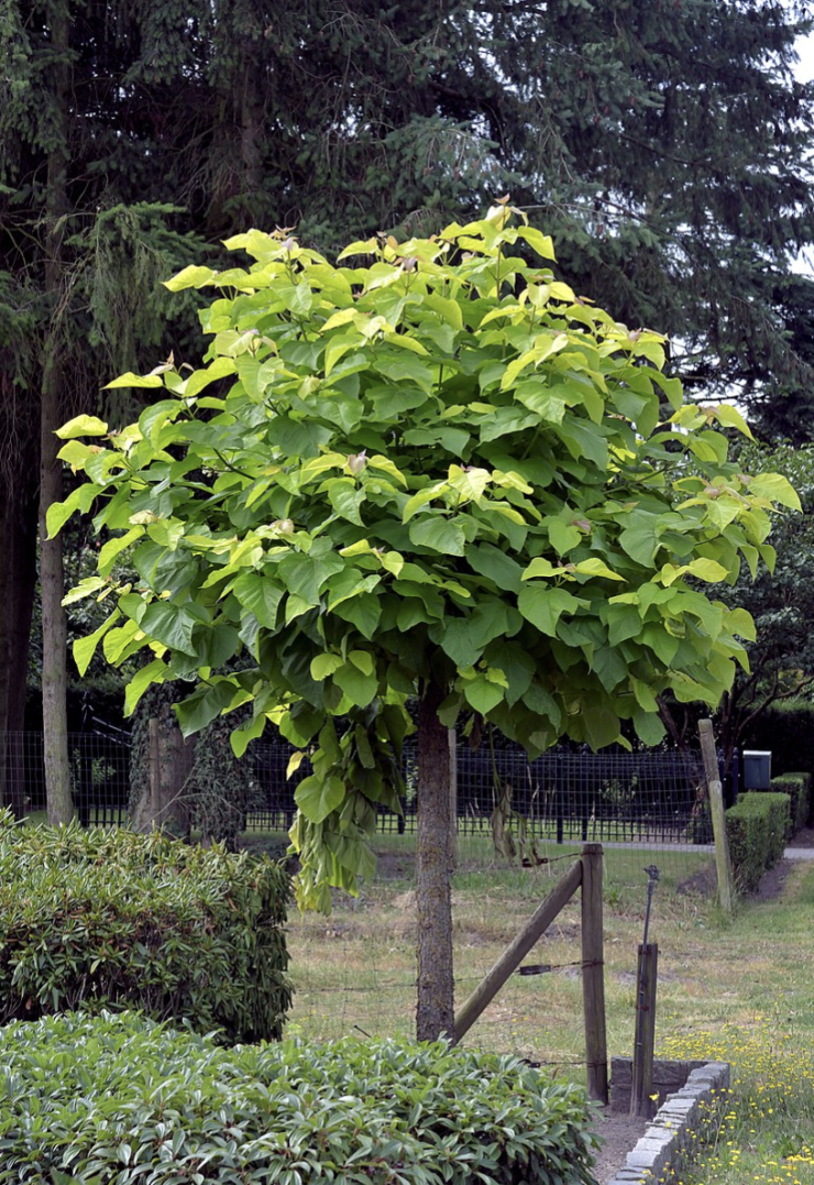 4 Arbres à Planter Devant Une Maison Sans Risques Aménager Son Jardin