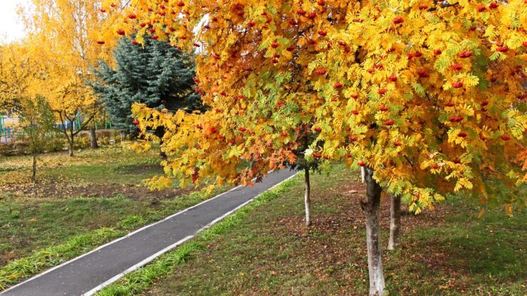 4 Arbres à Planter Devant Une Maison Sans Risques Aménager Son Jardin