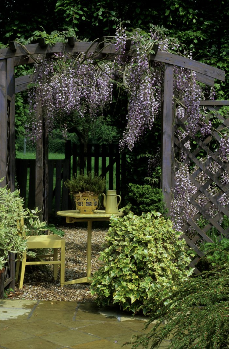 4 plantes grimpantes pour pergola en plein soleil - Aménager Son Jardin