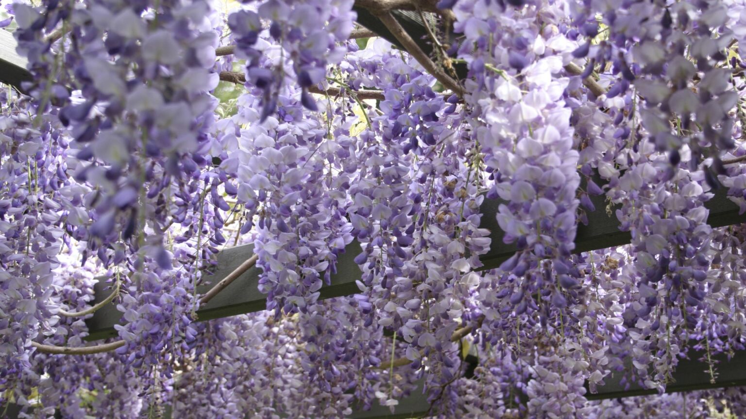 4 plantes grimpantes pour pergola en plein soleil - Aménager Son Jardin