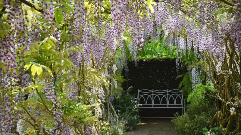 4 plantes grimpantes pour pergola en plein soleil - Aménager Son Jardin