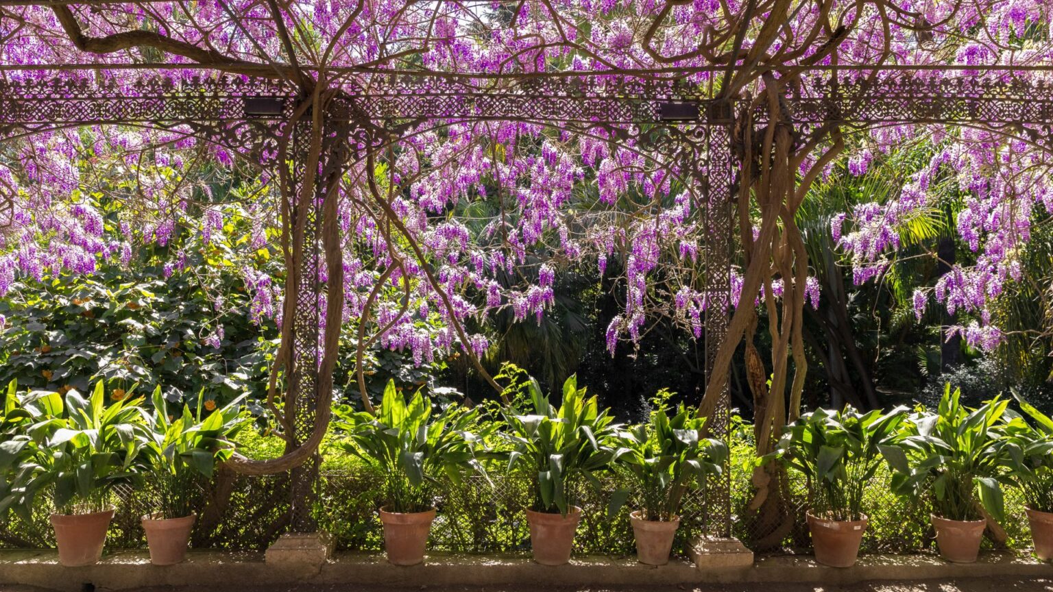 4 plantes grimpantes pour pergola en plein soleil - Aménager Son Jardin