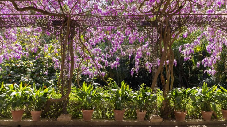 4 plantes grimpantes pour pergola en plein soleil - Aménager Son Jardin