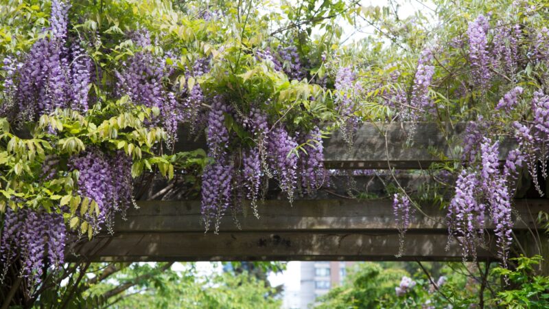4 plantes grimpantes pour pergola en plein soleil - Aménager Son Jardin