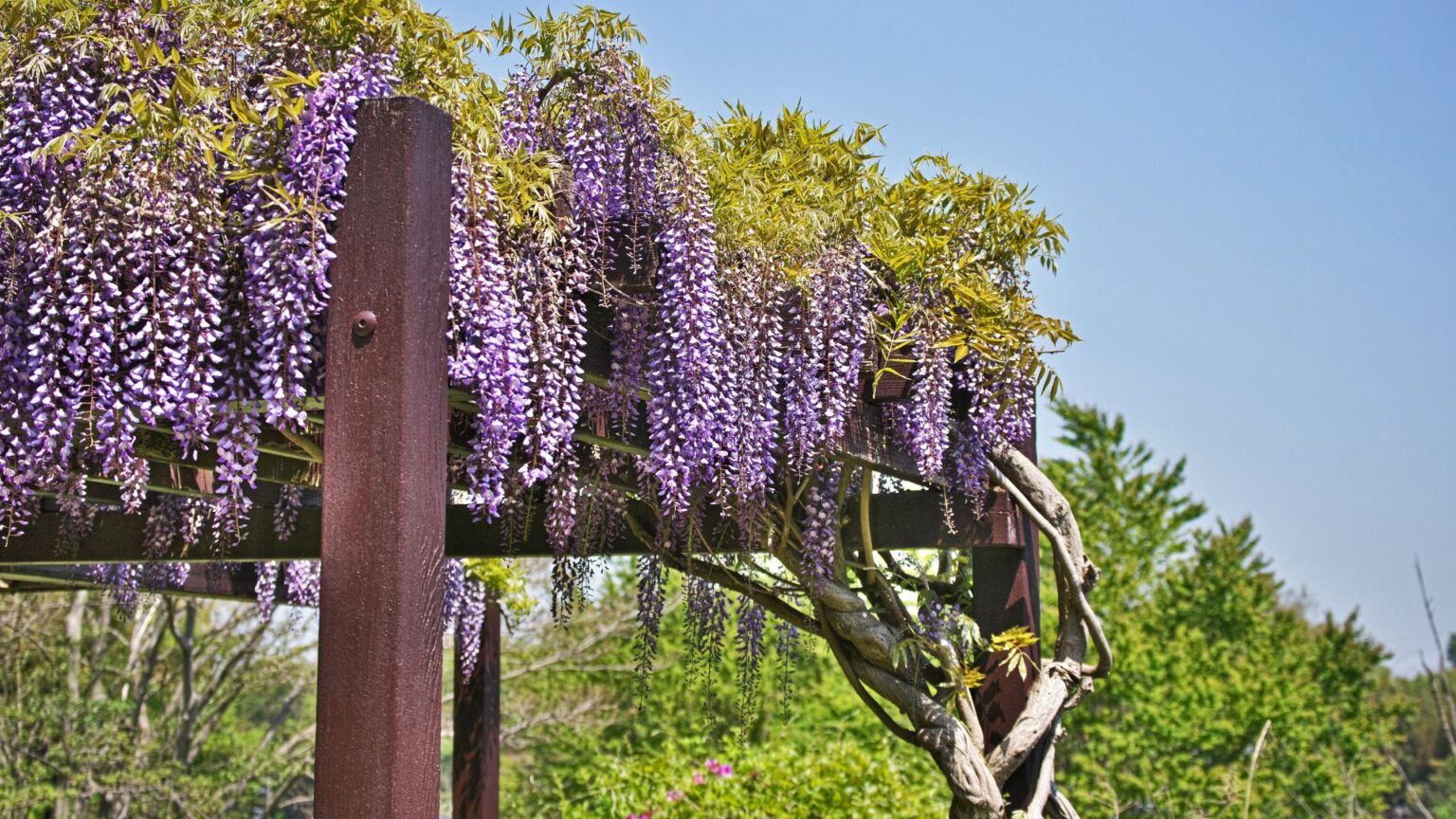 4 plantes grimpantes pour pergola en plein soleil - Aménager Son Jardin