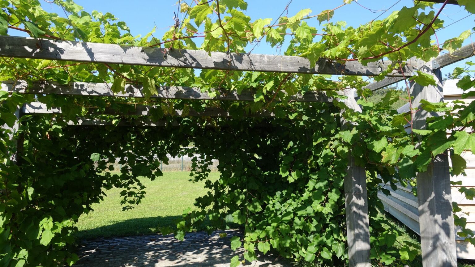 4 plantes grimpantes pour pergola en plein soleil - Aménager Son Jardin