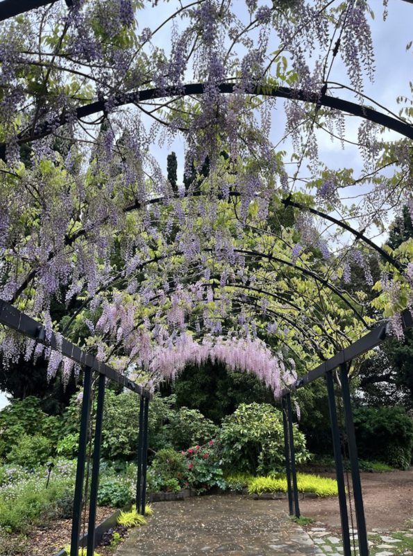 4 plantes grimpantes pour pergola en plein soleil - Aménager Son Jardin