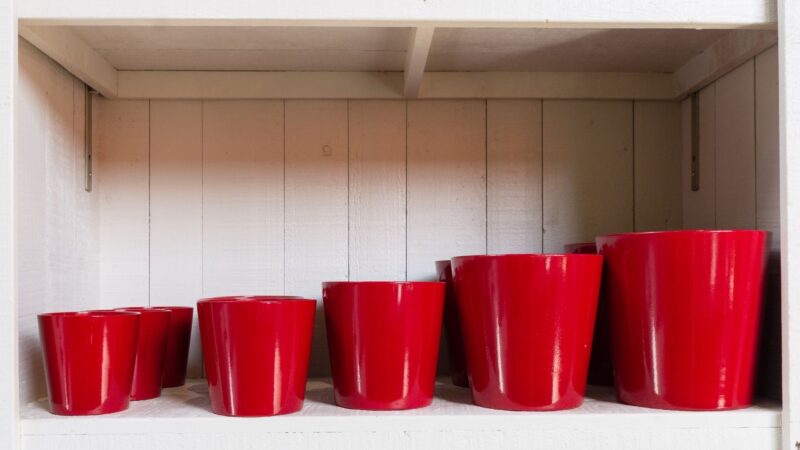 PLANTER en POT : 12 réponses RAPIDES aux questions courantes