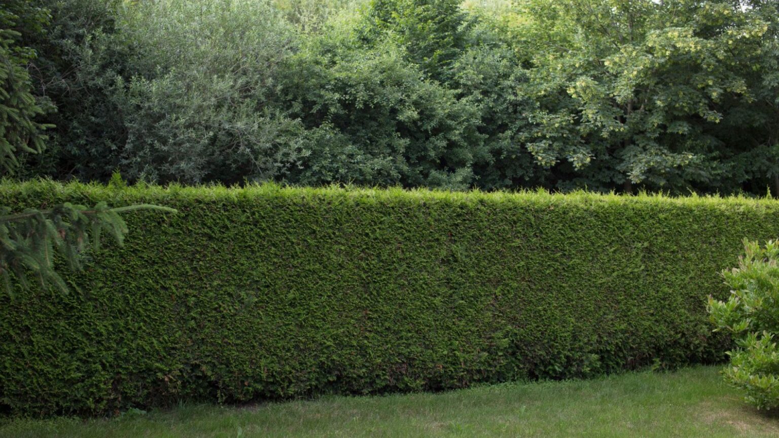 Que planter devant une haie ? 8 jolies plantes résistantes - Aménager ...