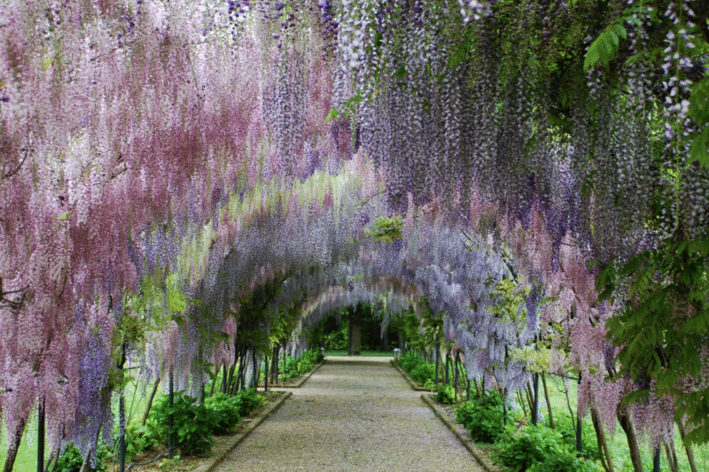 La glycine, plante grimpante fleurie à croissance rapide ! - Aménager ...