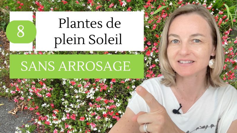 Sitemapcdatahttpsfoowindecoocomarbuste Plein Soleil Sans Arrosagenull